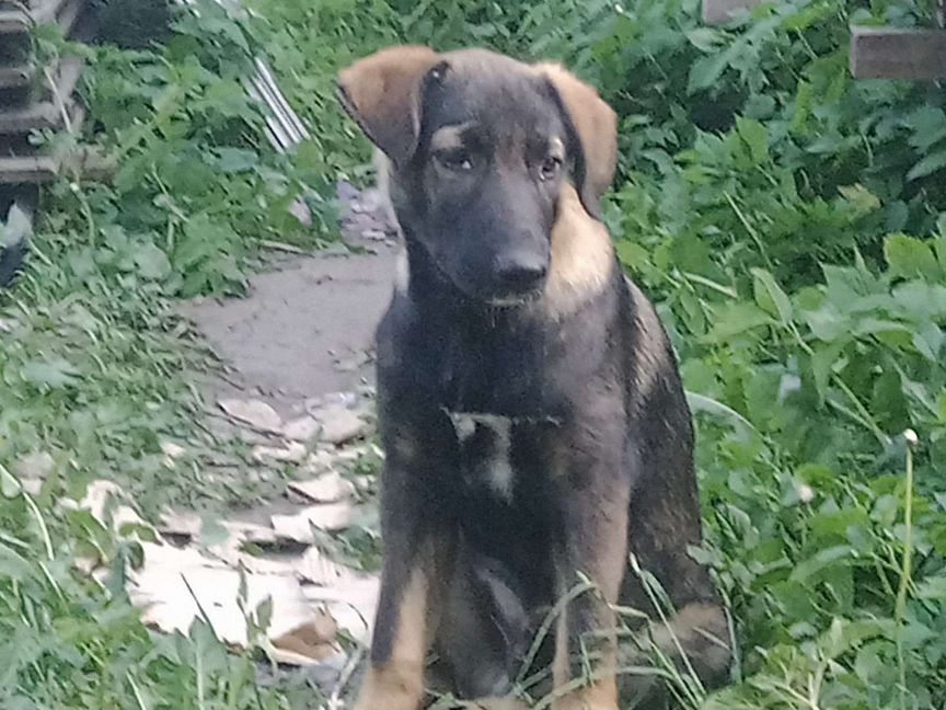 Щенок редкой породы - Двор терьер