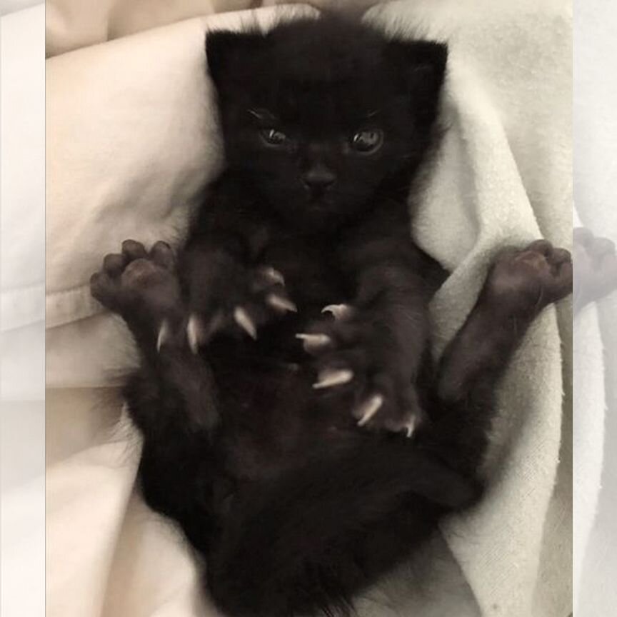 Котёнок в добрые руки