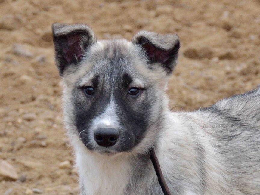 Милый Скай ищет дом