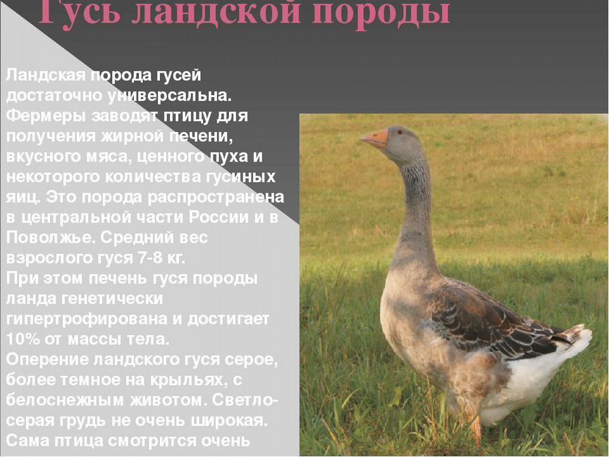 Гусята