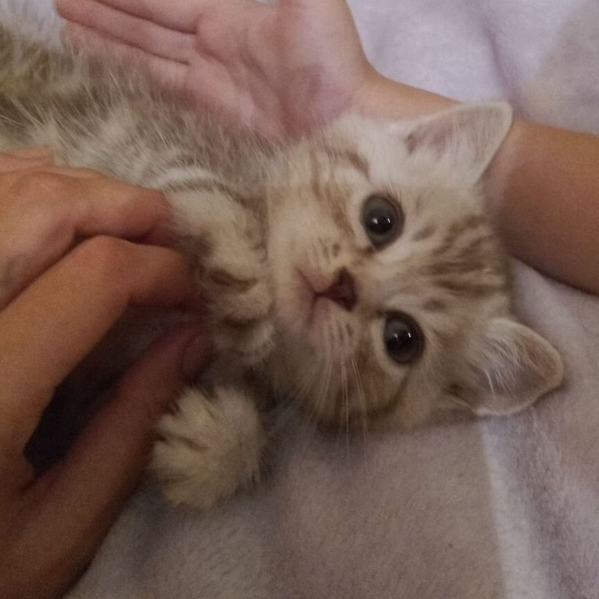 Шатланский котенок