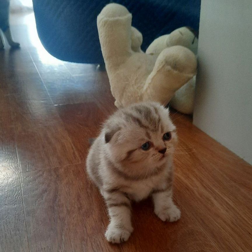 Шотландский вислоухий короткошёрстный котёнок