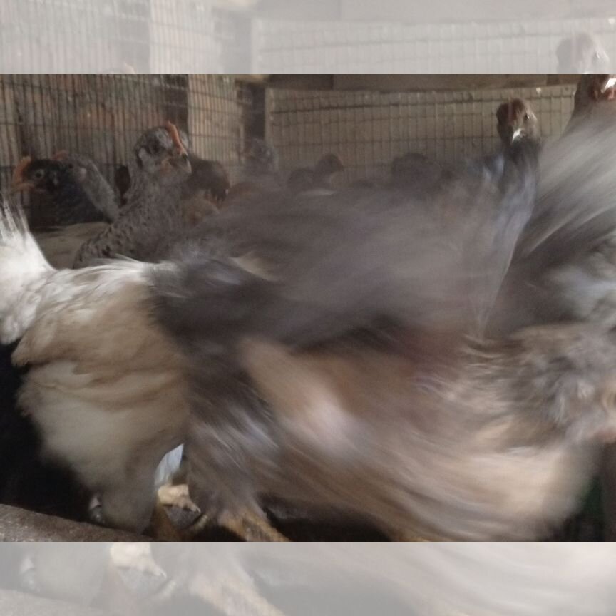 Цыплята несушки подрощенные
