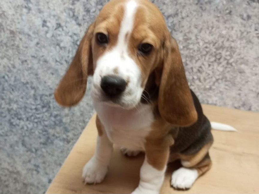 Щенки Бигль