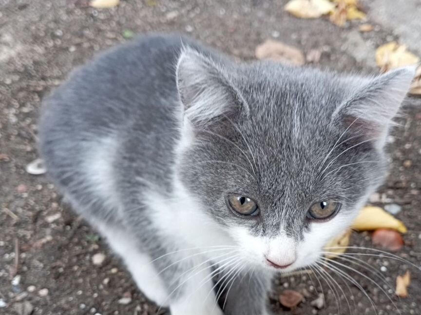 Котёнок девочка 2.5мес в добрые руки