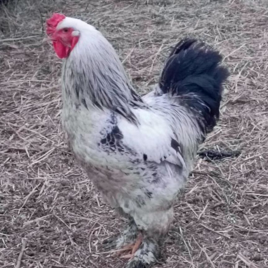 Молодые петухи