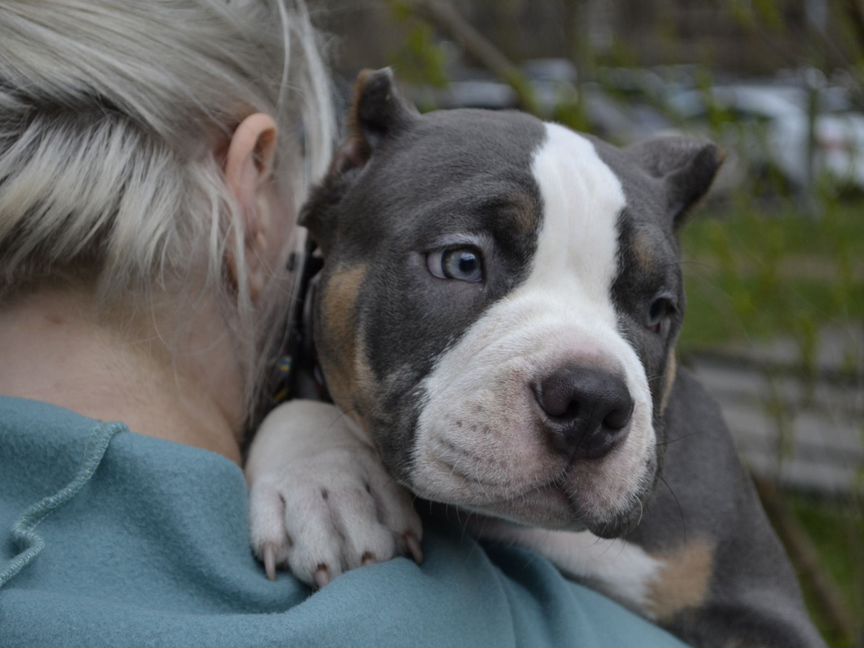 Американский булли