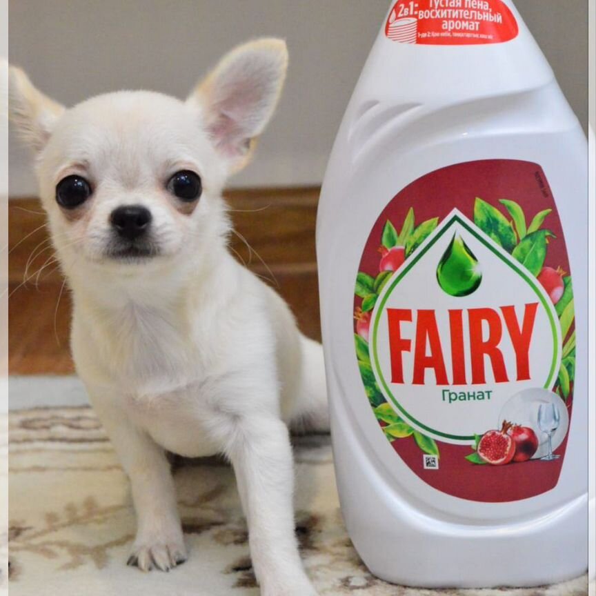 Чихуахуа, щенок