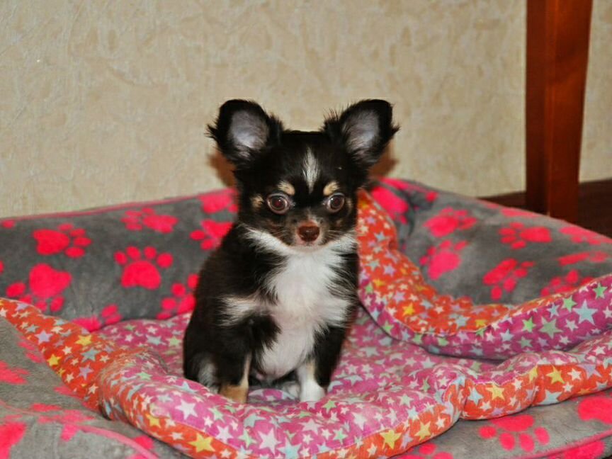 Мальчишка триколор