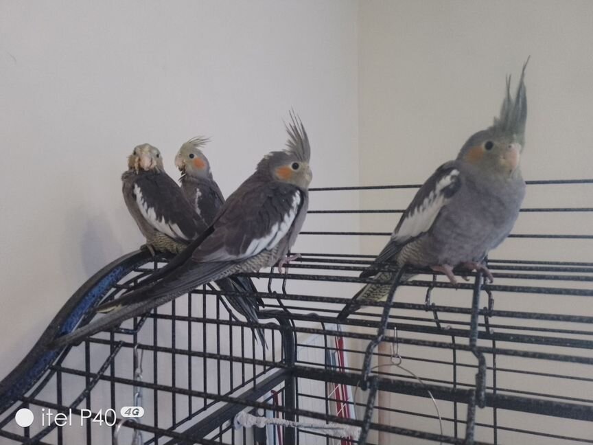 Попугай корелла птенец