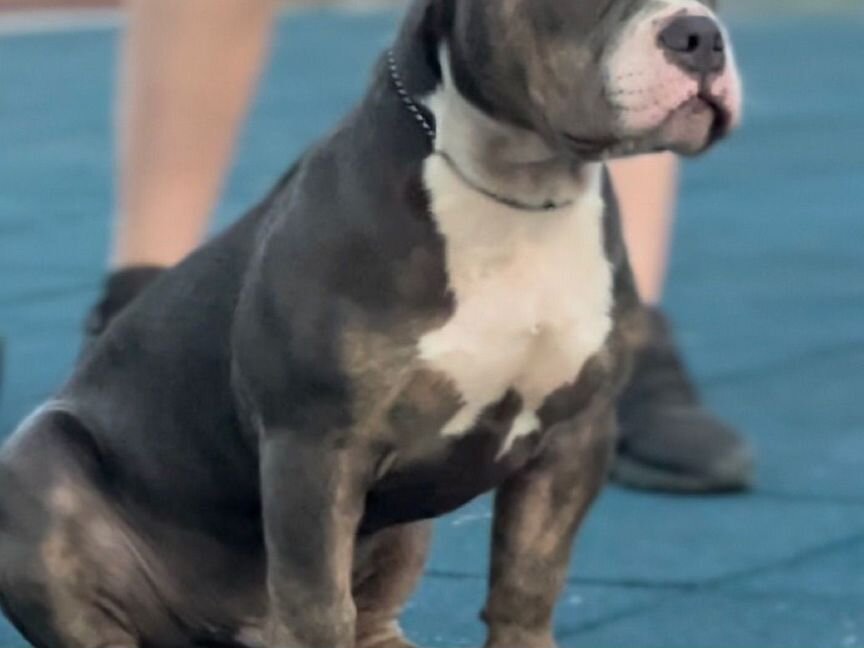 Американский булли classic щенок