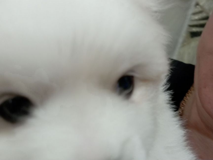 Померанский шпиц лисичка