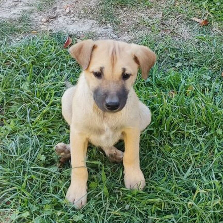 Отдам бесплатно щенки