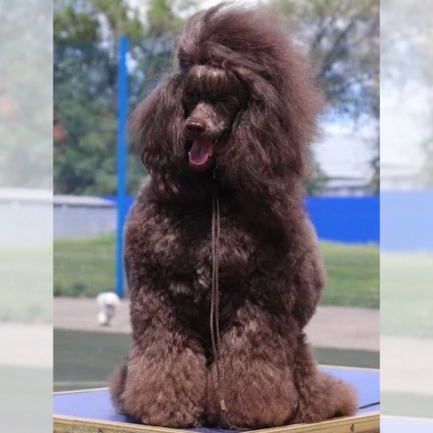 Щенок пуделя