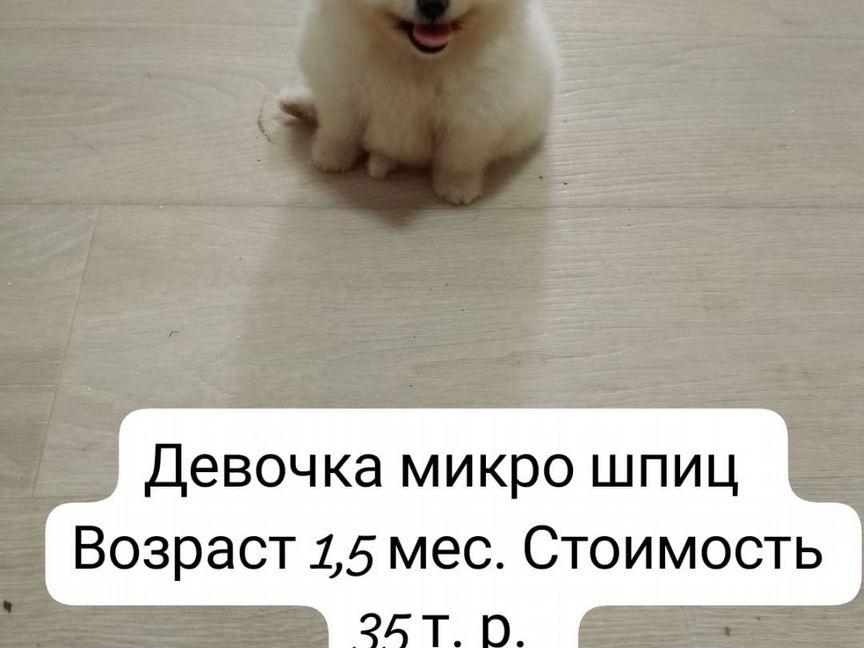 Шпиц самая маленькая девочка