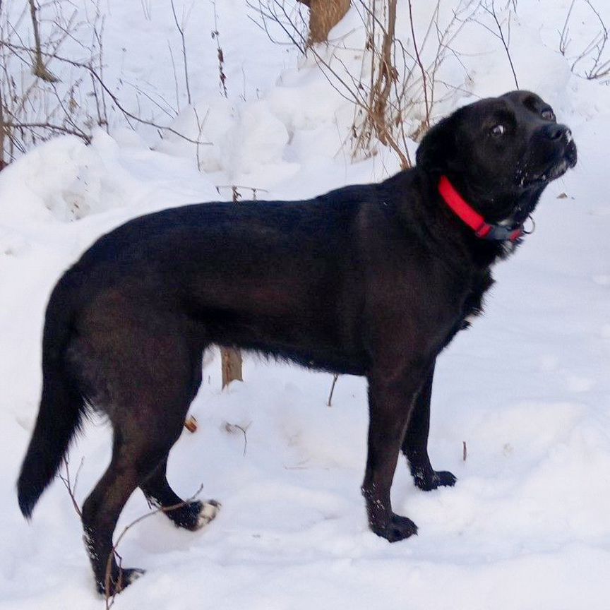 Собака в добрые руки