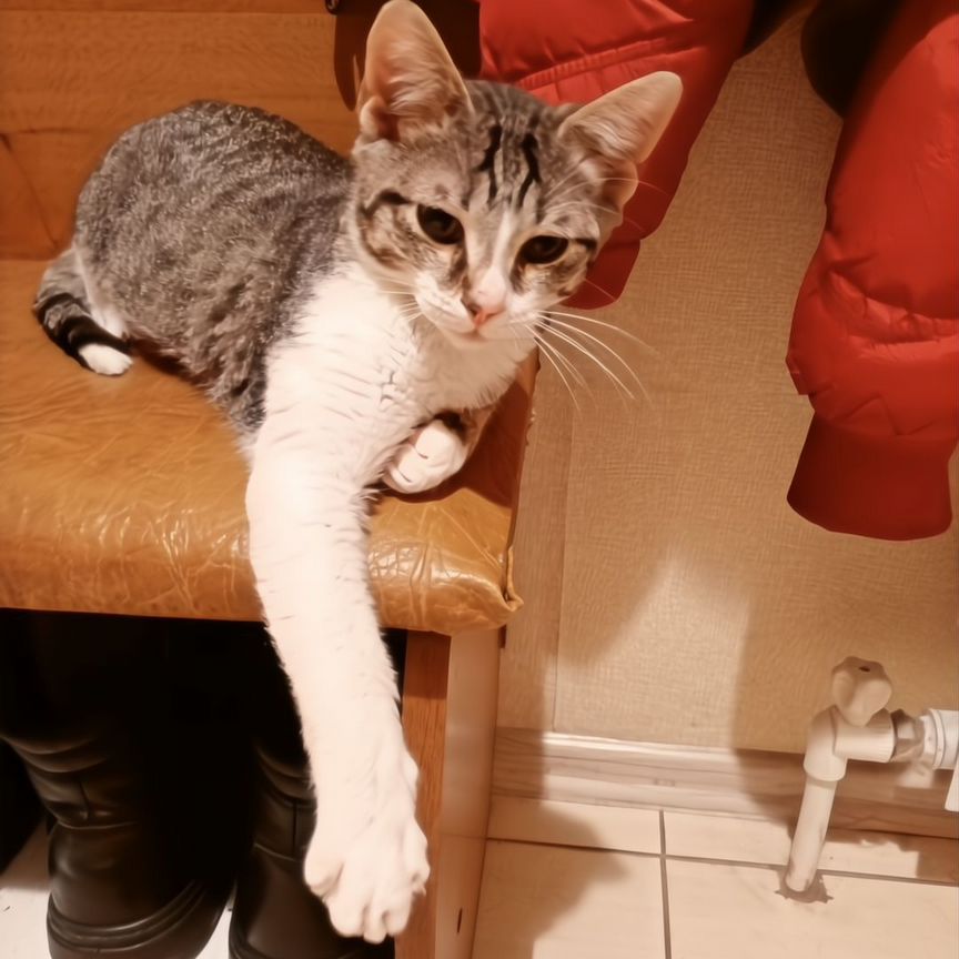 Котёнок в добрые руки