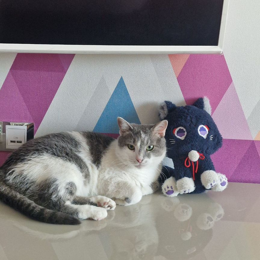 Остался без хозяйки кот Марсик