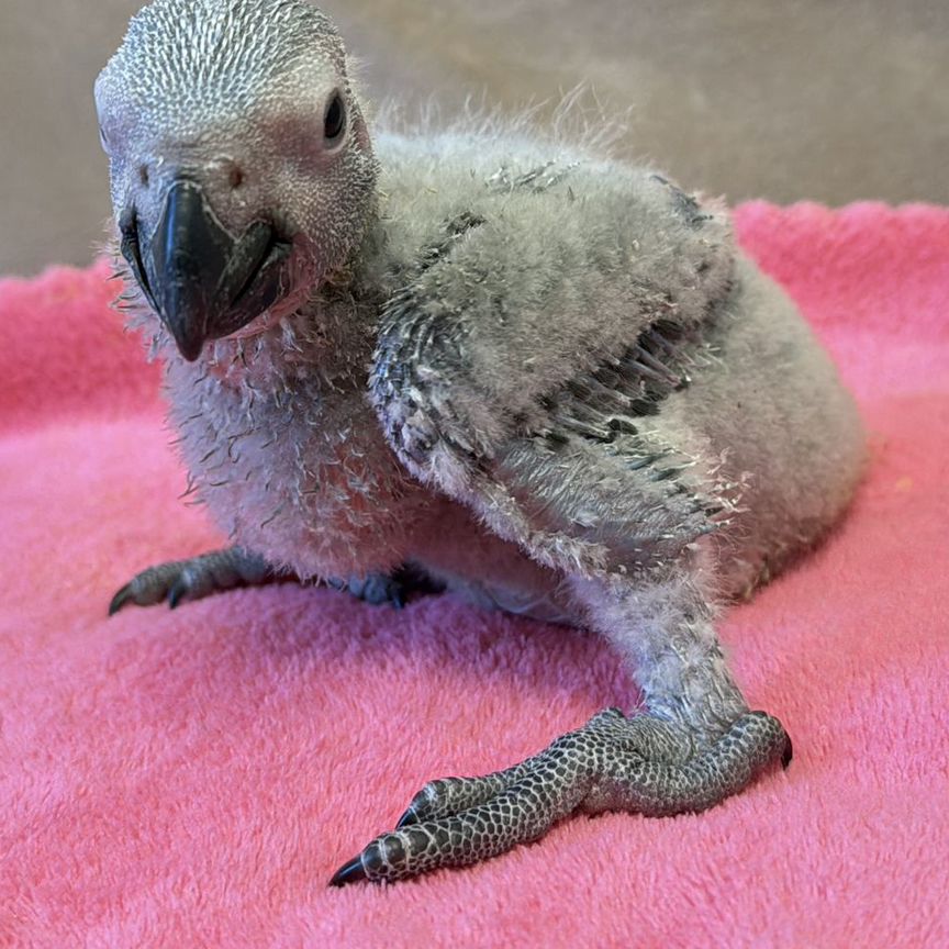 Попугай ручной выкормыш крупный