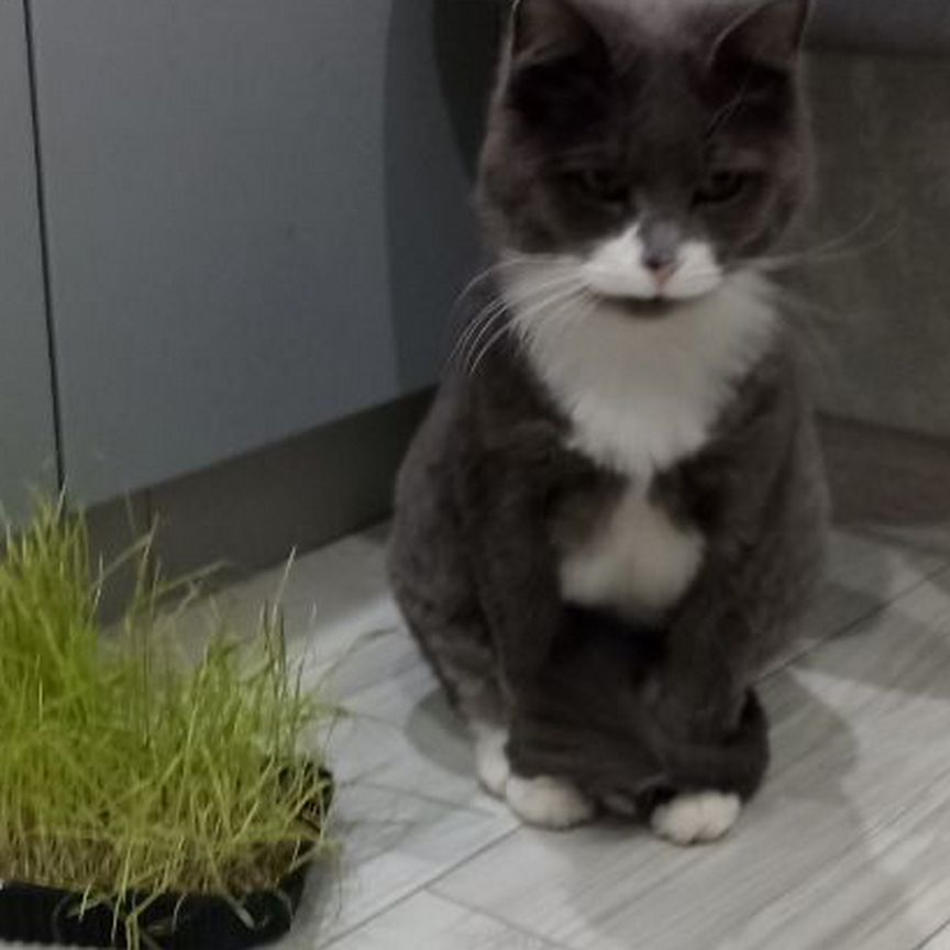 Взрослый кот в добрые руки