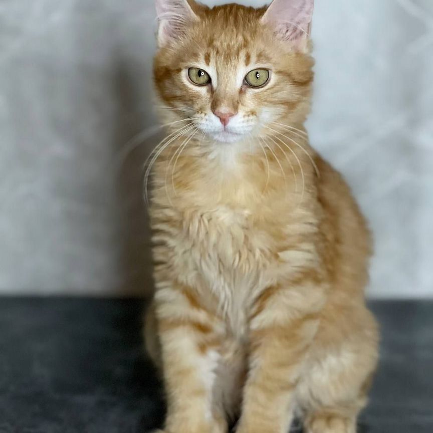 Рыжий котенок Ла-Манш