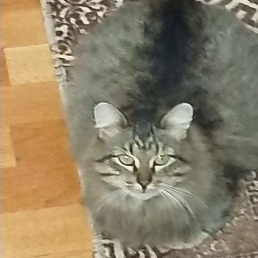 Стерилизованная кошка, 2 года, лоток знает