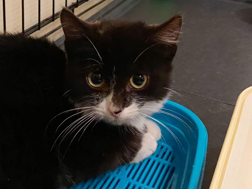 Мальчишка котёнок в добрые руки