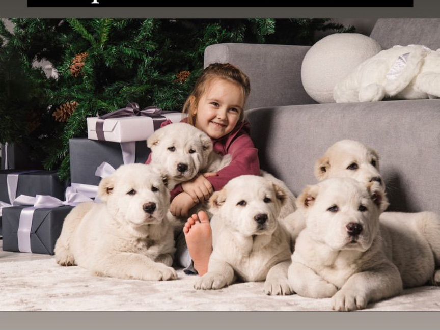 Щенки среднеазиатской овчарки алабай