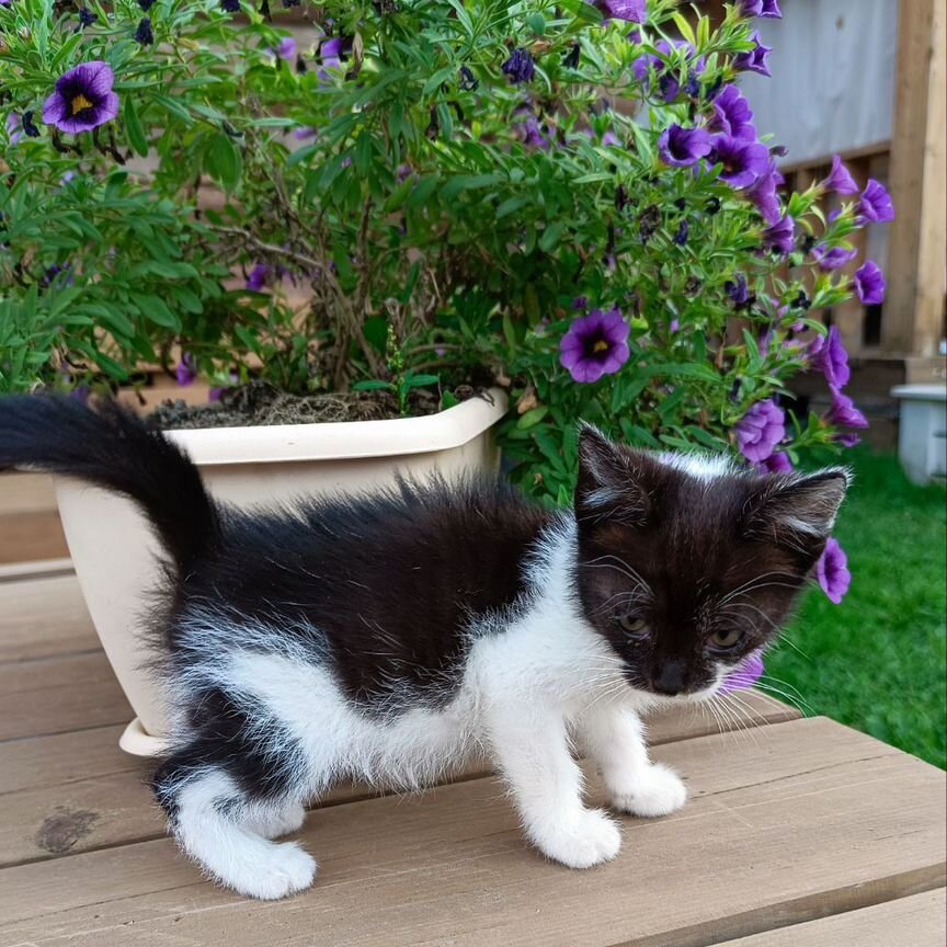 Котята ищут дом Отдадим в добрые руки