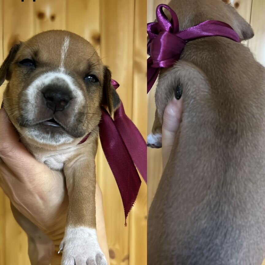 Американский стаффордширский терьер, щенок