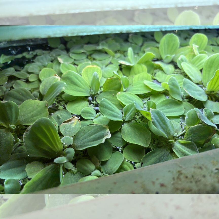 Растения пистия