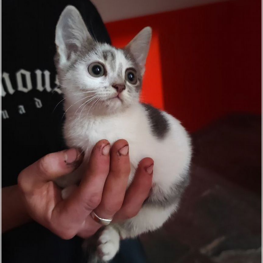Котёнок в добрые руки