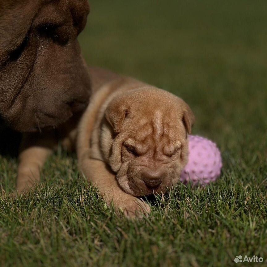 Щенки шарпея