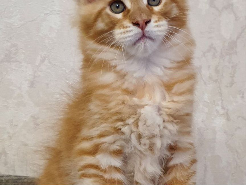 Котята мейн-кун