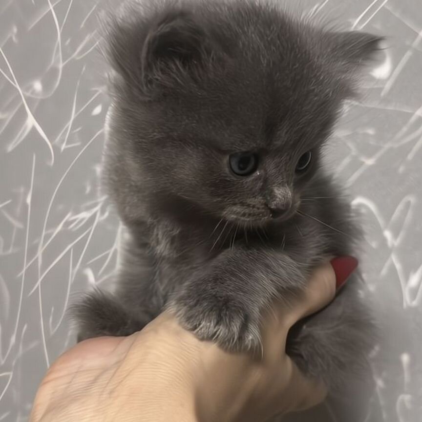 Шотландский вислоухий длинношёрстный котёнок