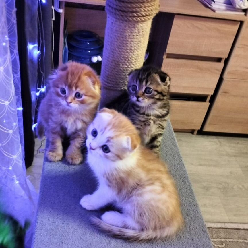 Шотландский вислоухий короткошёрстный котёнок