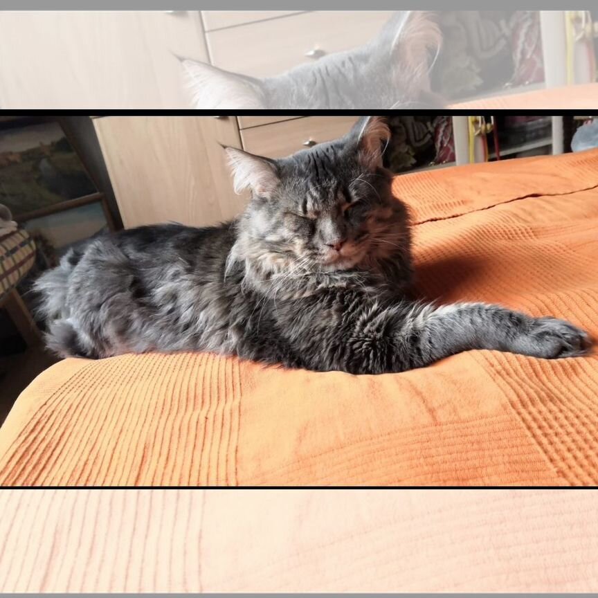 Мейн-кун котёнок