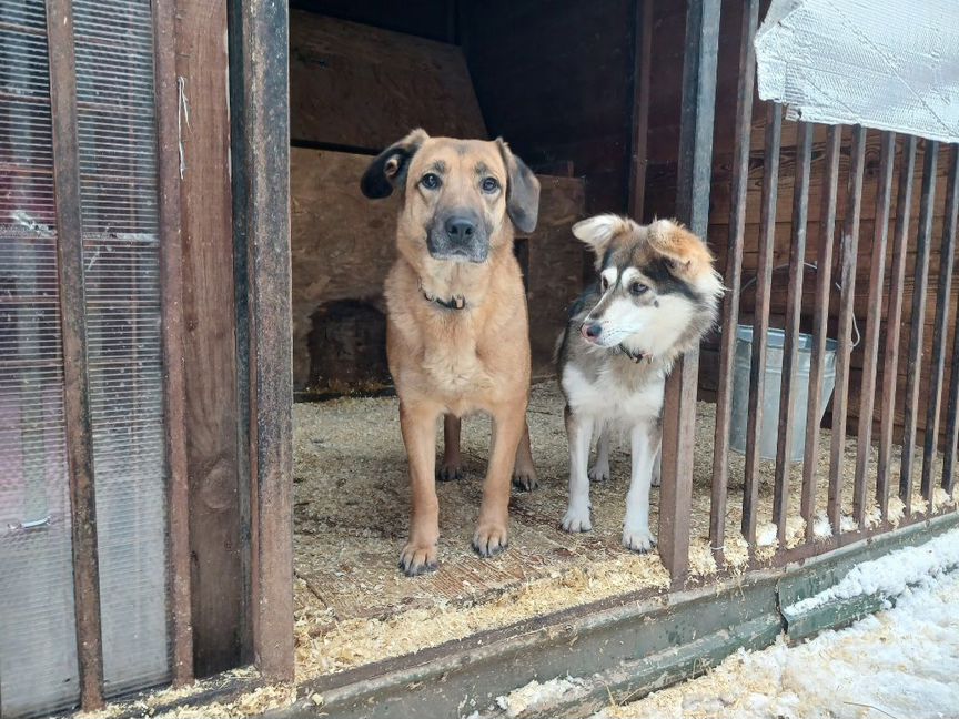 Прогулка с приютскими собаками