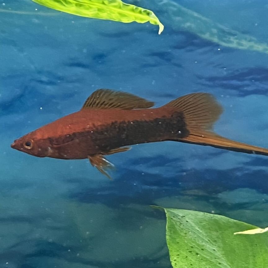 Отдам меченосца кубинца