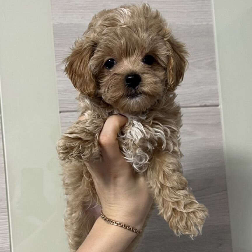 Мальтипу ф1 мини беби фейс мальчик от импорт