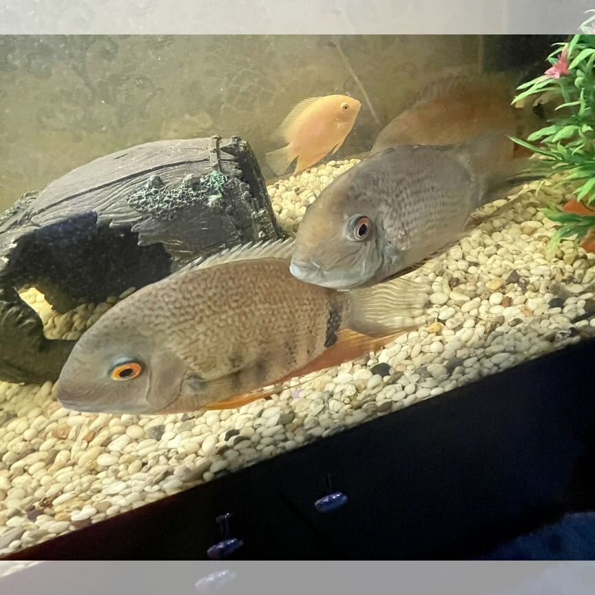 Продам аквариум 160 л с жителями