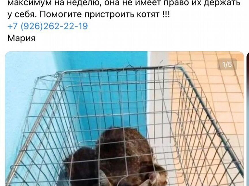 Кошачья семья ищет дом