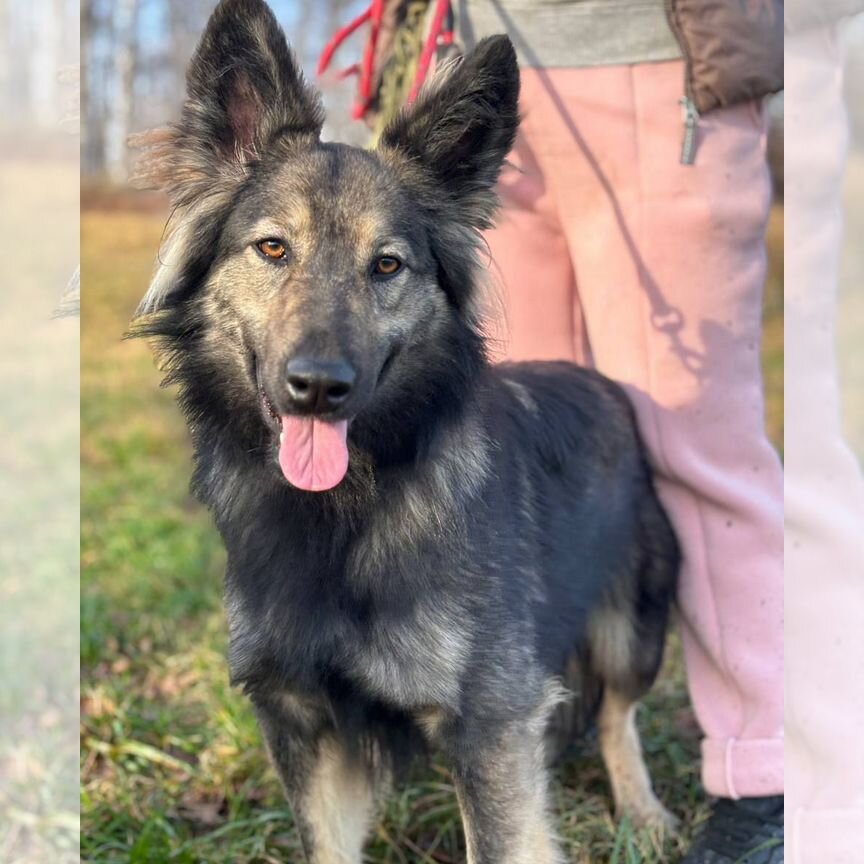 Взрослая собака в добрые руки