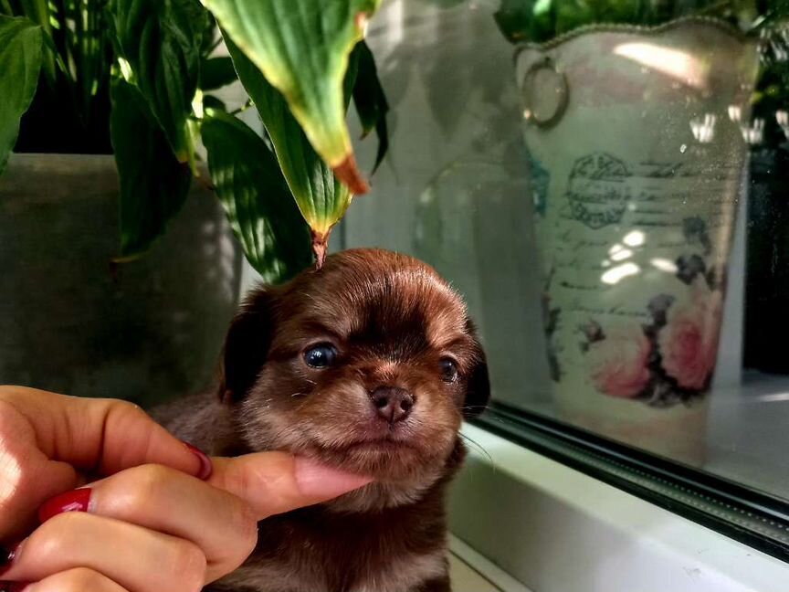 Сладкие шоколадные булочки