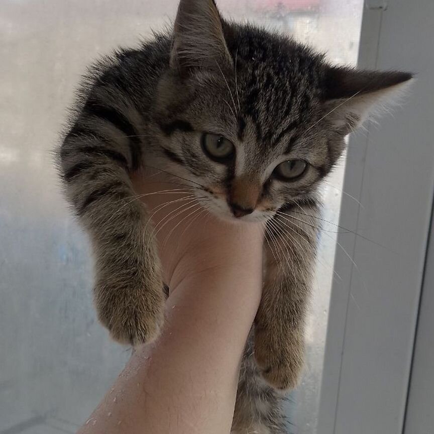 Котёнок в добрые руки
