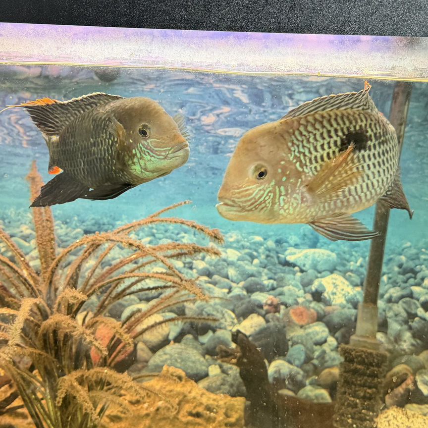 Бирюзовая акара, пара