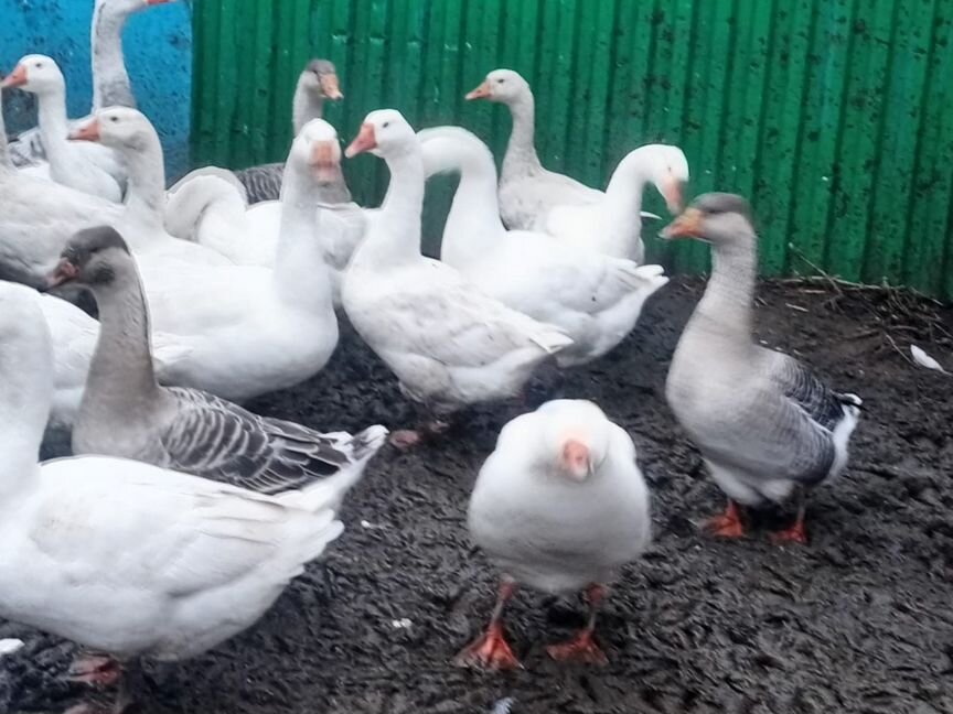 Гуси и фазаны