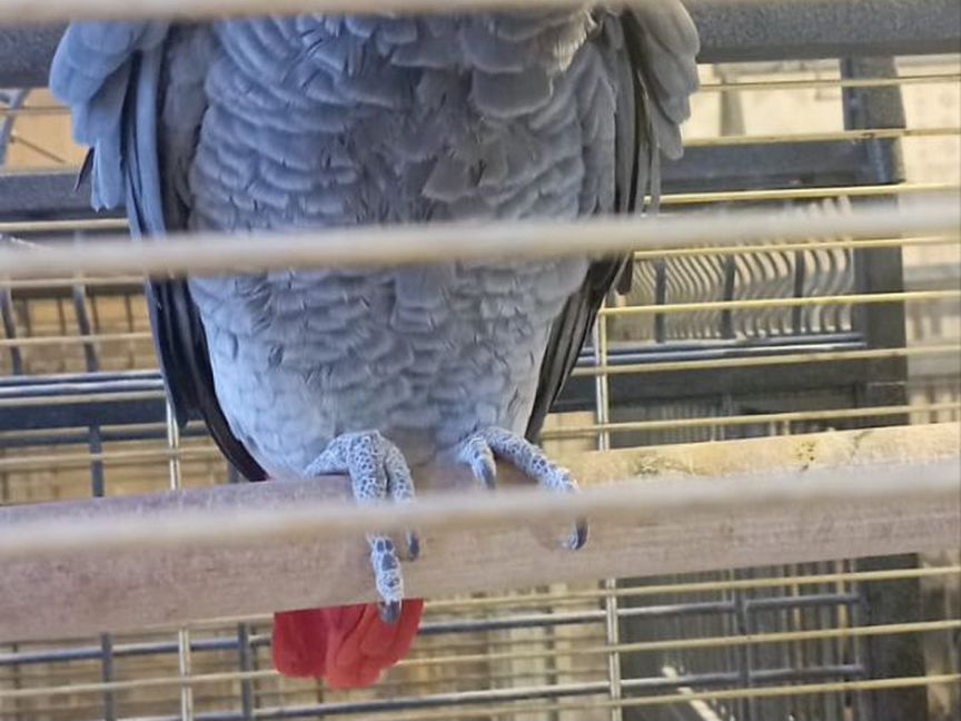 Серый попугай