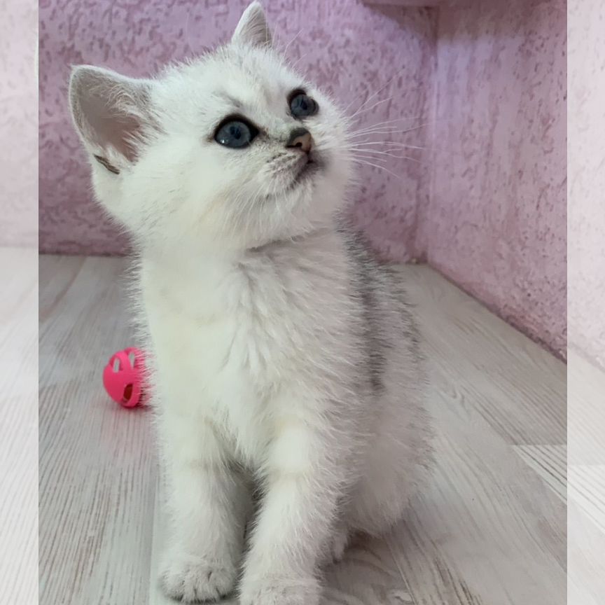 Британский котёнок серебристая шиншилла