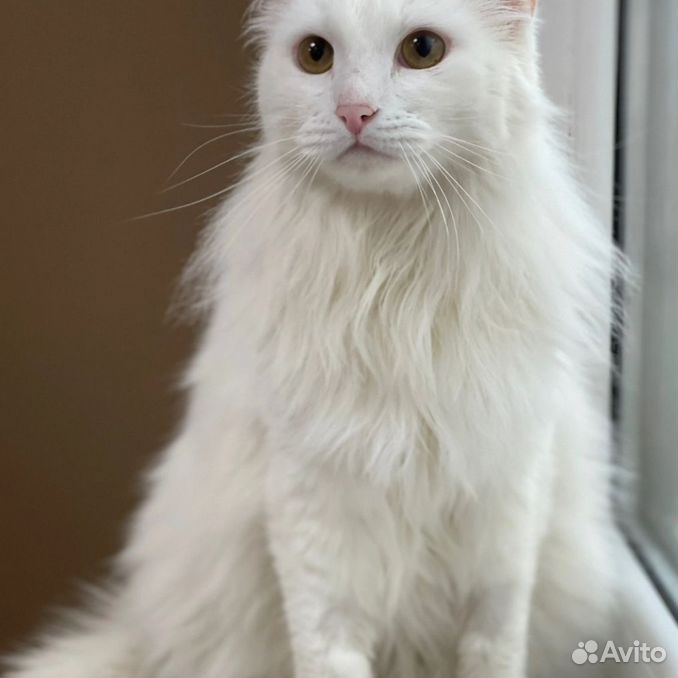 Белоснежный красавец